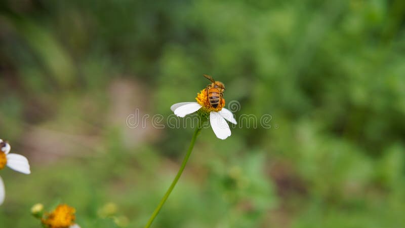 Honey Bees Pollinating on Flower in the Garden Stock Image - Image of ...