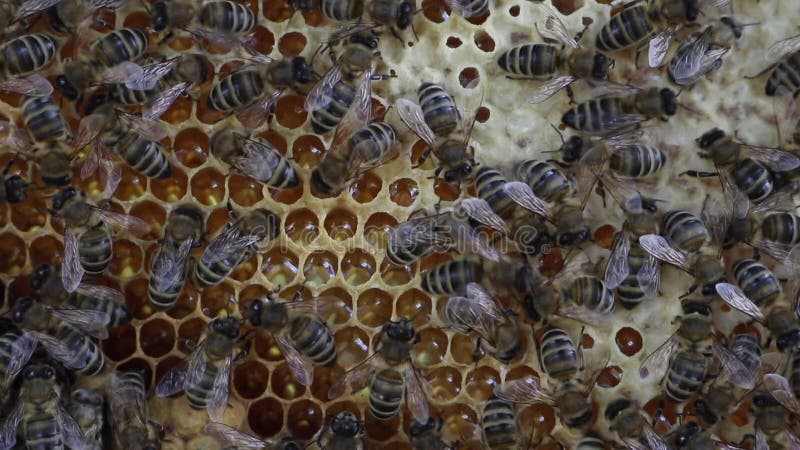 Inside the bee hive. stock video. Video of wasp, honeycomb - 282294087
