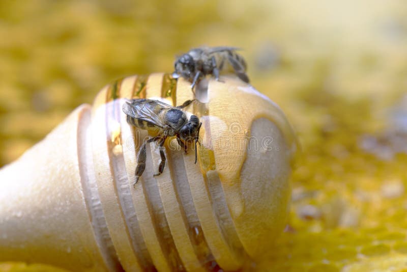 Honey Bees and Honey Stick on Beehive. Stock Image - Image of garden ...