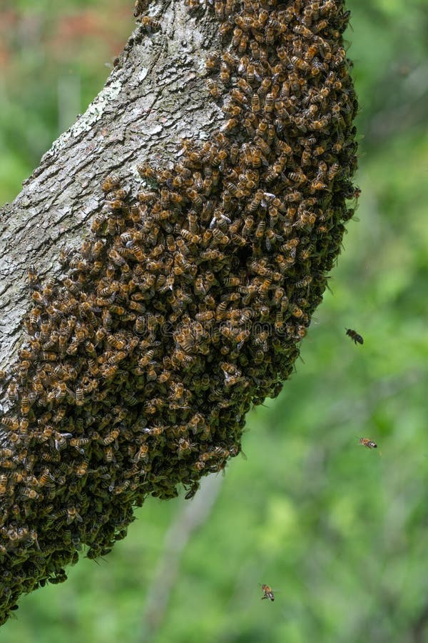 Honey Bees Swarm on Trees, Insects are Workers. Stock Image - Image of ...