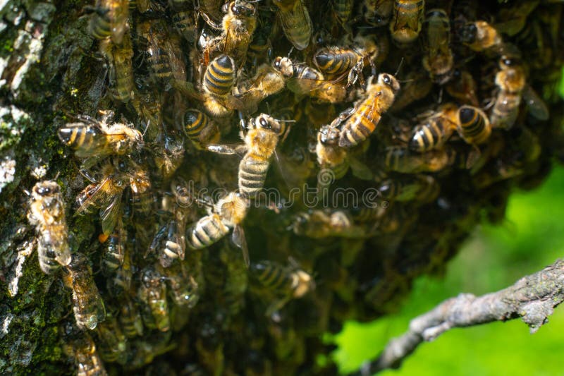 Honey Bees Swarm on Trees, Insects are Workers. Stock Image - Image of ...