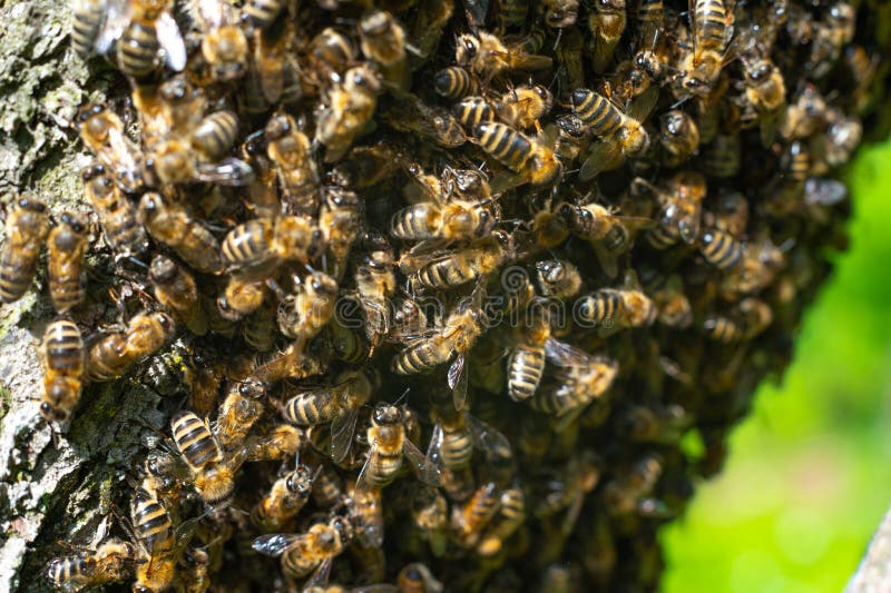 Honey Bees Swarm on Trees, Insects are Workers. Stock Image - Image of ...