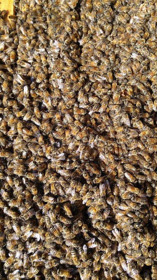 Honey Bees stock photo. Image of full, honey, super, bees - 68553028