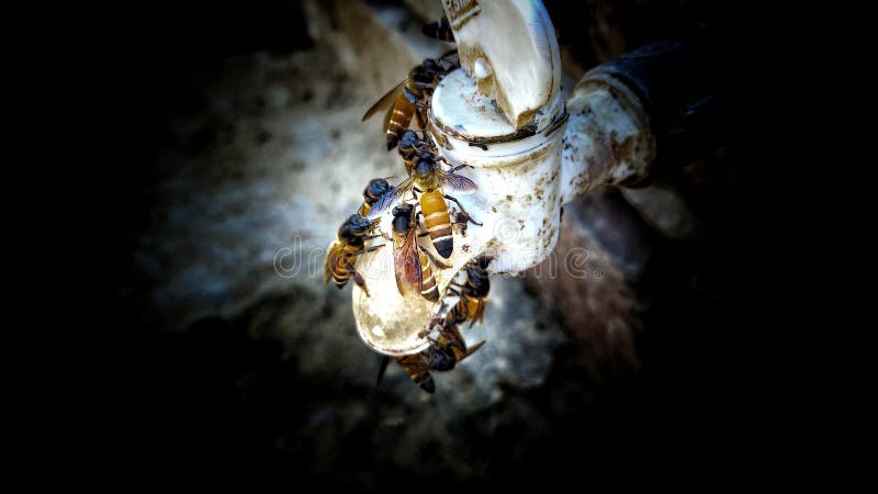 Honey Bees on the Water Tap. Insects and Bugs. Stock Photo - Image of ...