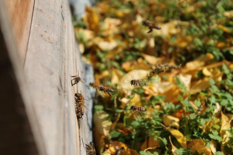 Honey Bees on the Wooden Wall Stock Image - Image of growth, focus ...