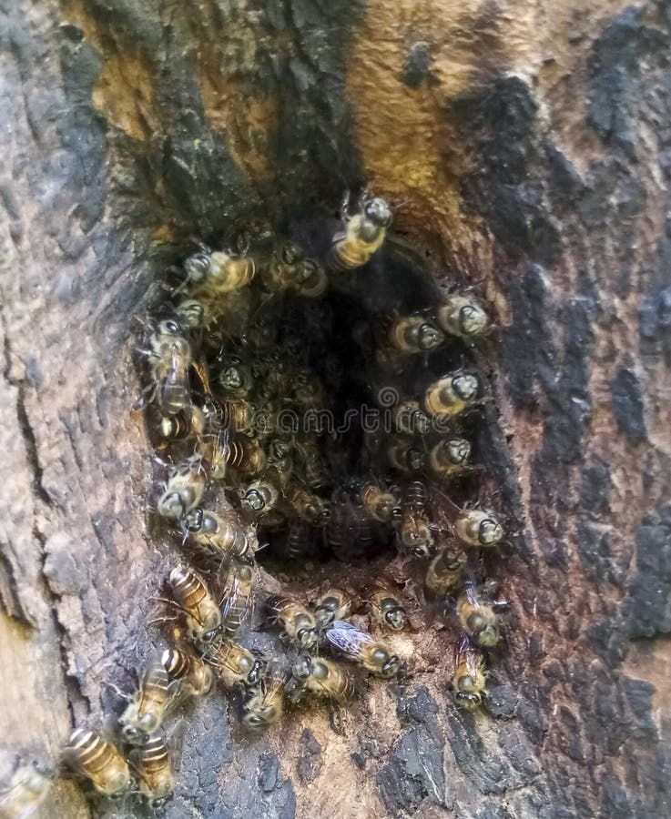 Honey Bees Worker Guarding at Entrance Hive Stock Image - Image of ...