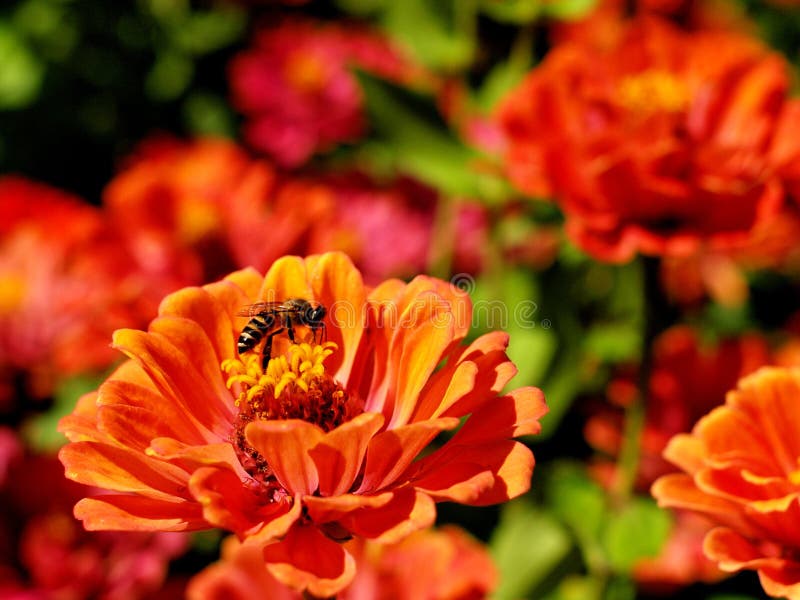 Honey Bees Working with Red Flower. Stock Photo - Image of honey ...