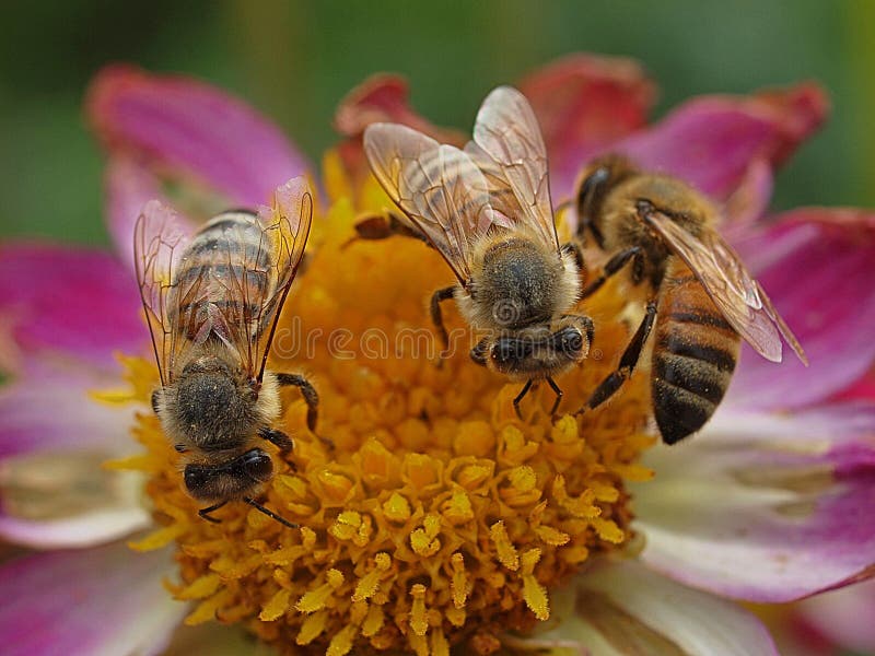Teamwork of Bees Bridge a Gap of Two Bee Swarm Parts. Stock Image ...