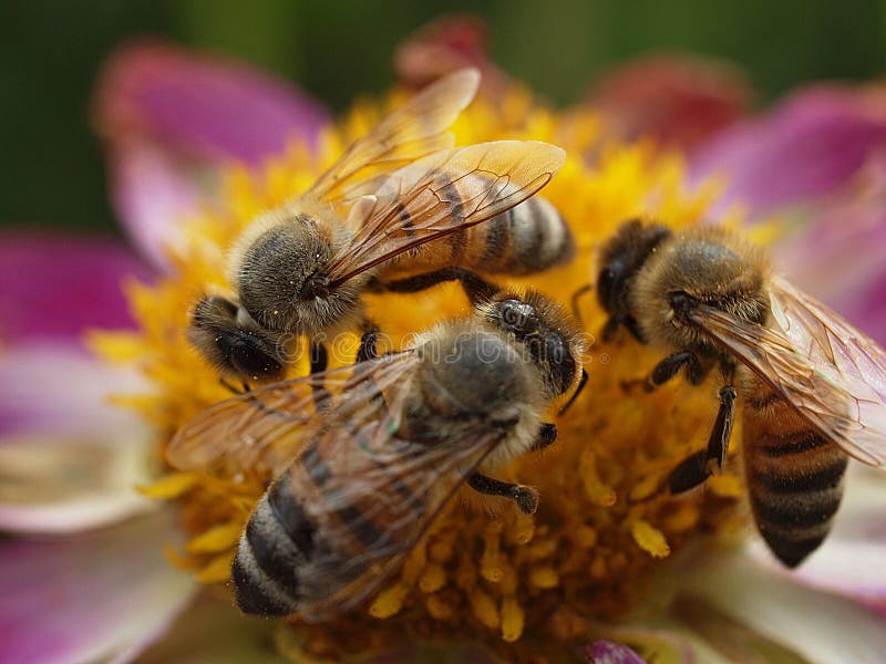 1,426 Teamwork Bees Photos - Free & Royalty-Free Stock Photos from Dreamstime