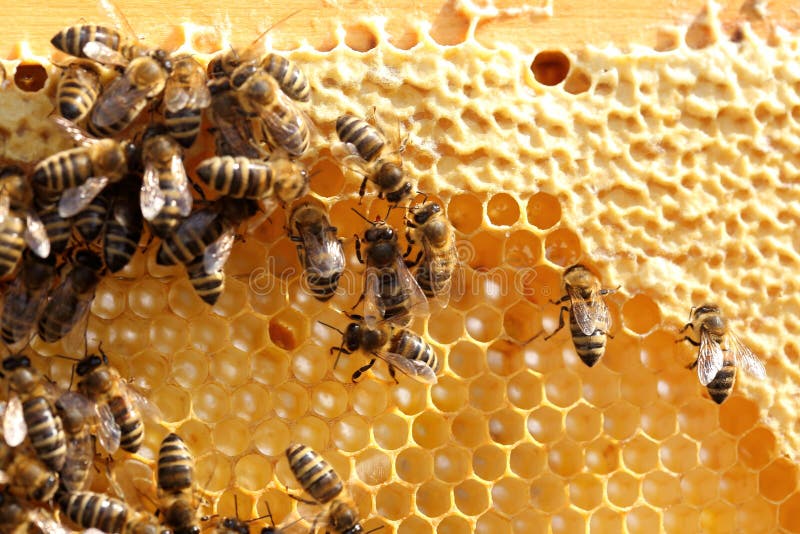 Honey Bees on a Yellow Bee Hive Stock Photo - Image of healthy ...