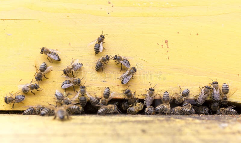 Honey Bees in Yellow Beehive Stock Photo - Image of health, beekeeping ...