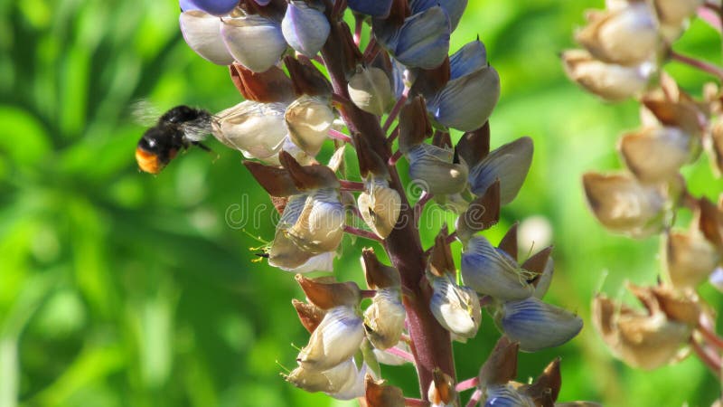 Honey bird on flowers stock photo. Image of green, wings - 178868950
