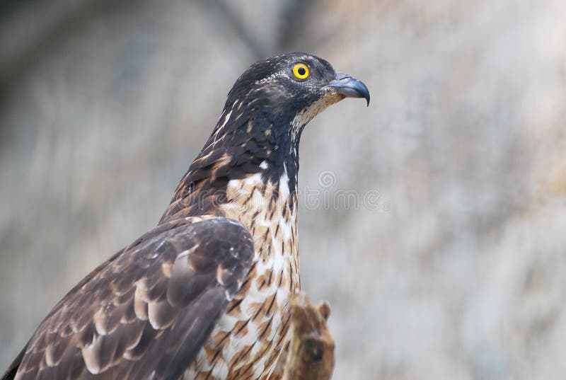 Honey Buzzard stock image. Image of bird, buzzard, beak - 17965349