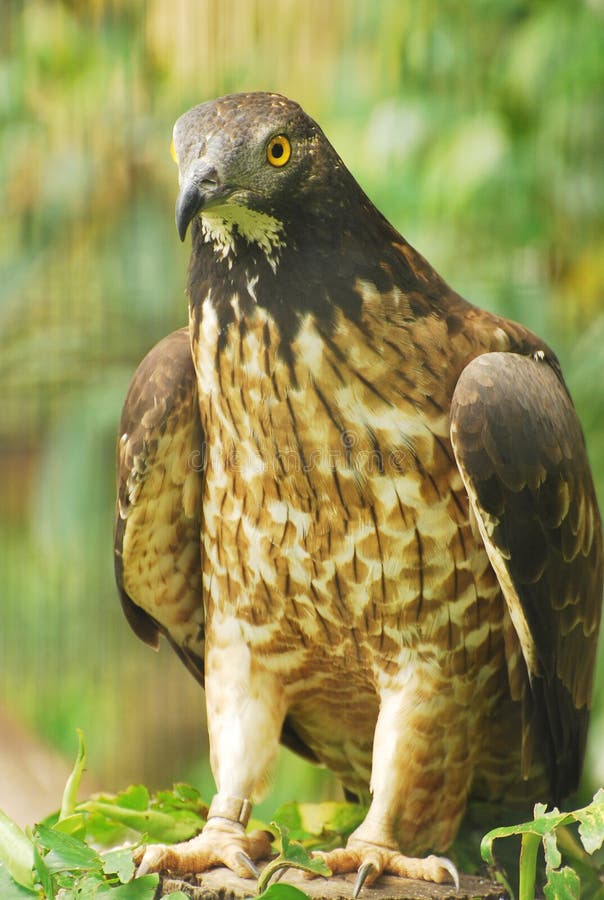 Honey Buzzard stock image. Image of bird, fish, wingspan - 26125237