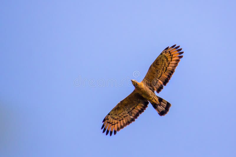 Honey buzzard in flight stock photo. Image of vulture - 233559010