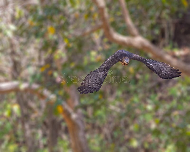 A Honey Buzzard flying stock photo. Image of ornithology - 276447704