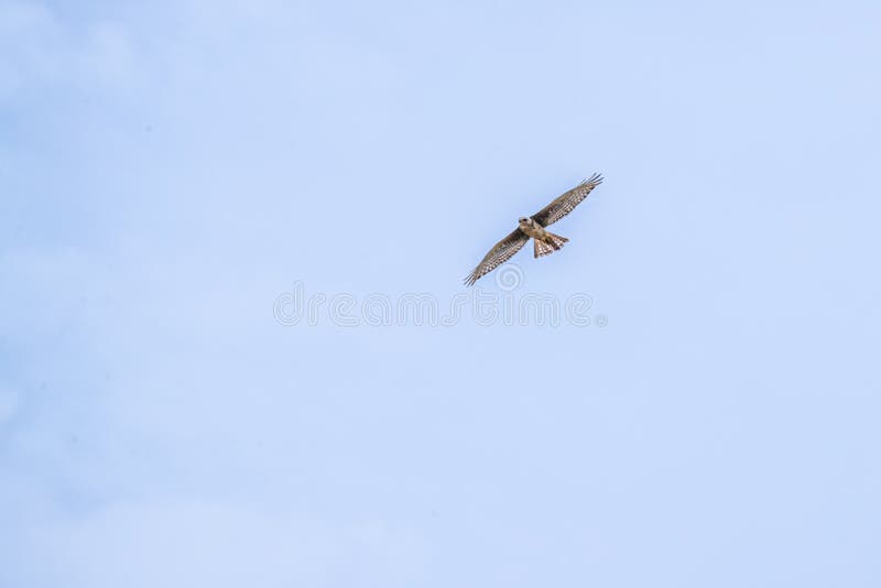 A Honey Buzzard stock image. Image of white, prey, legged - 286169205