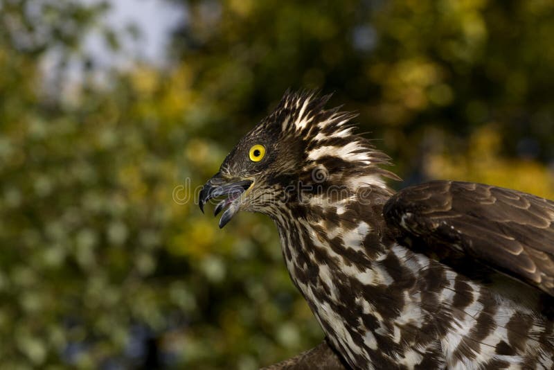 Honey Buzzard, Pernis Apivorus, Portrait Calling, Normandy Stock Image ...