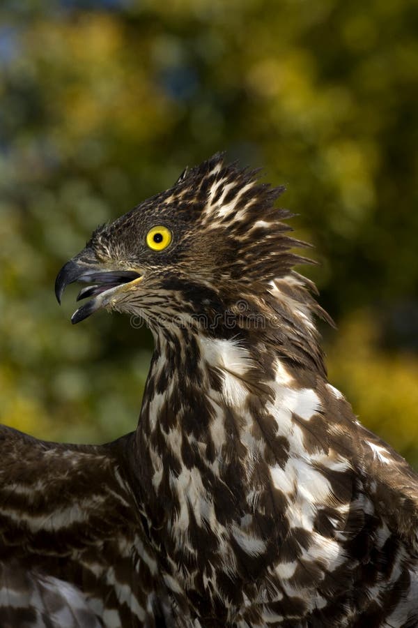 Honey Buzzard, Pernis Apivorus, Portrait, Normandy Stock Image - Image ...