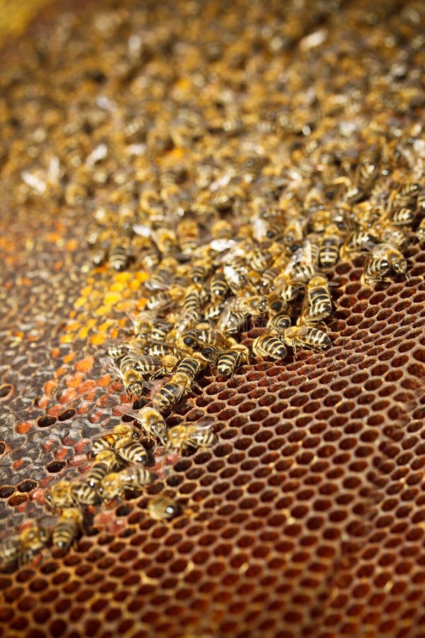 Honey cells stock image. Image of macro, pattern, nectar - 27269925