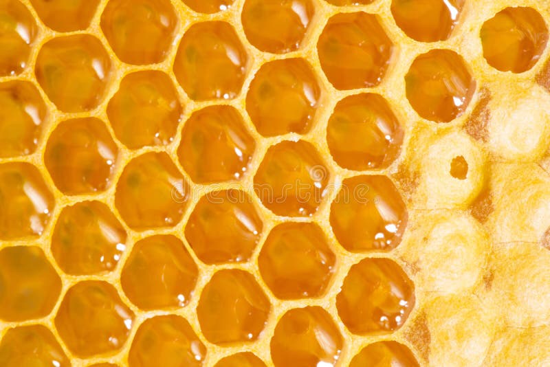 Honey cells. stock image. Image of eating, wild, honeycomb - 38673695