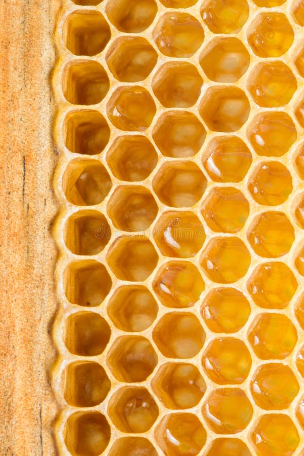 Honey cells. stock image. Image of wild, honeycomb, beeswax - 39373181