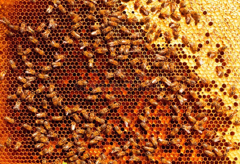 A Honey-colored Pollen Frame in a Beehive. Abstract Natural Background ...