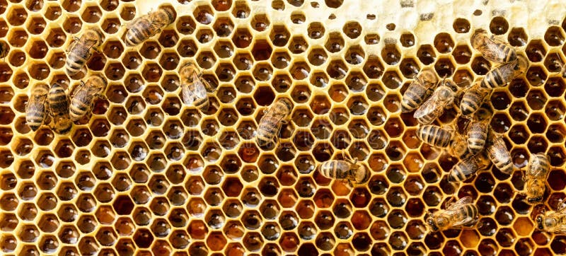 A Honey-colored Pollen Frame in a Beehive. Abstract Natural Background ...