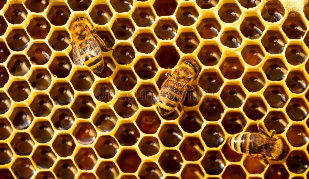 A Honey-colored Pollen Frame in a Beehive. Abstract Natural Background ...