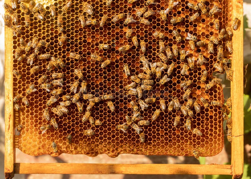 A Honey-colored Pollen Frame in a Beehive. Abstract Natural Background ...