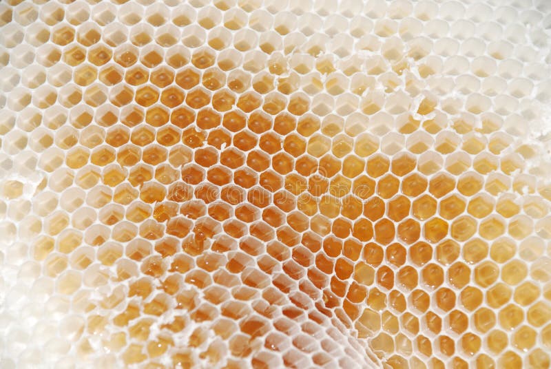 Honey comb stock image. Image of symmetry, sugar, working - 16766541