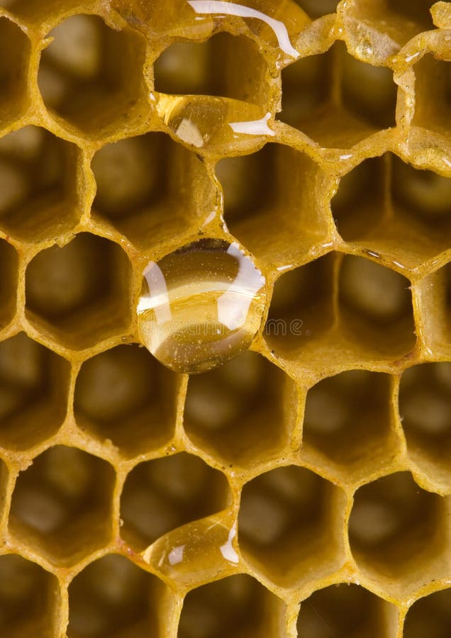 Honey comb stock photo. Image of combs, bees, sugar, nutrition - 2168836