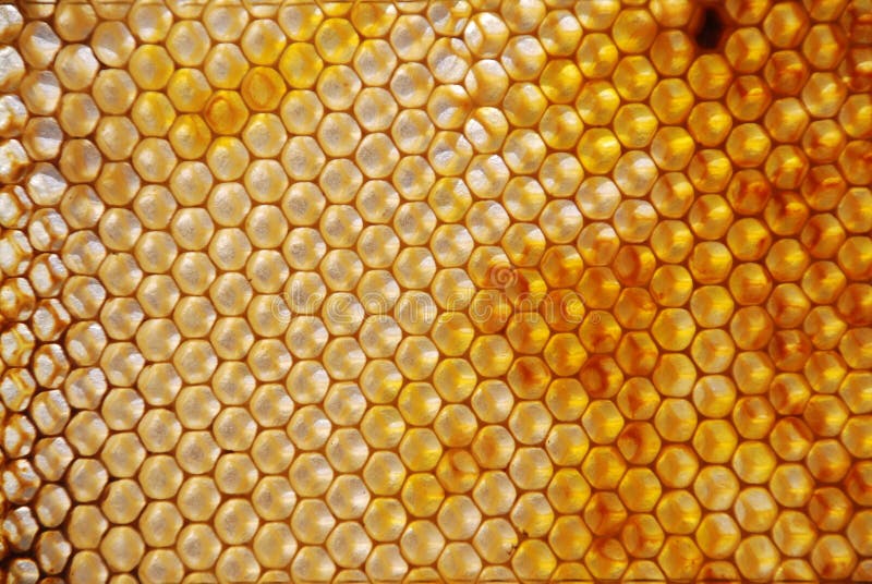Honey Comb stock photo. Image of geometric, beehive, agriculture - 3571050