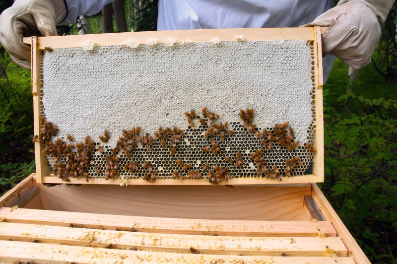 Honey Comb from an Active Hive Stock Photo - Image of comb, beekeeper ...