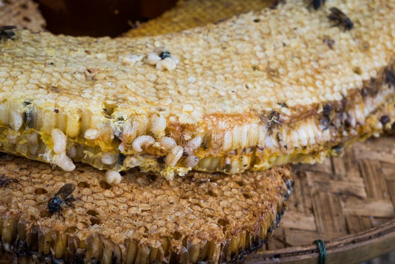 Bee Combs with Bee Eggs Close Up Stock Photo - Image of apiculture ...