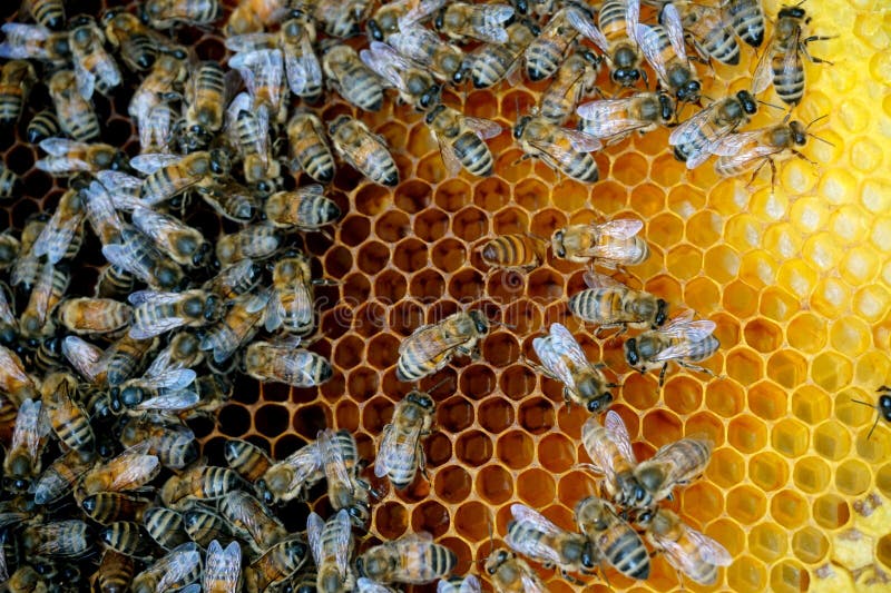 Honey Comb and a Bee Working Stock Photo - Image of apiary, swarm ...