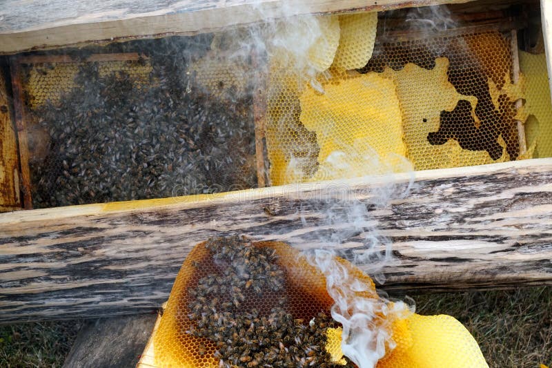 Honey Comb and a Bee Working Stock Photo - Image of nectar, background ...