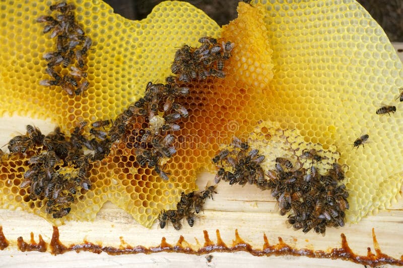 Honey Comb and a Bee Working Stock Photo - Image of apiarist, work ...