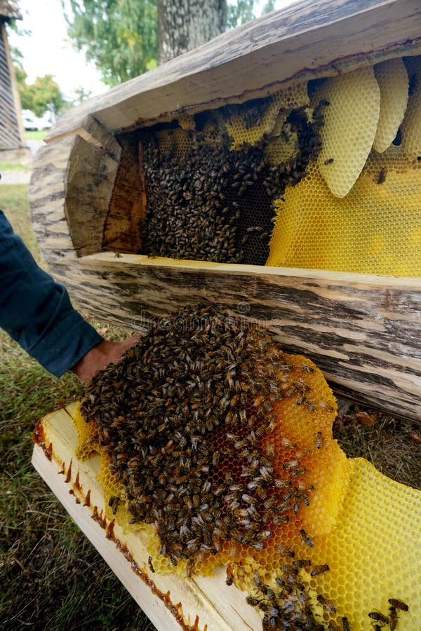 Honey Comb and a Bee Working Stock Image - Image of pattern, nectar ...