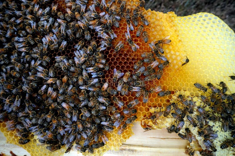 Honey Comb and a Bee Working Stock Image - Image of honey, animal ...