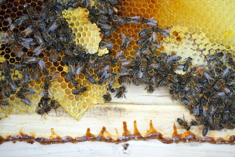 Honey Comb and a Bee Working Stock Photo - Image of apiarist, working ...