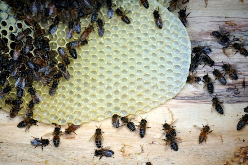Honey Comb and a Bee Working Stock Photo - Image of comb, honeybee ...