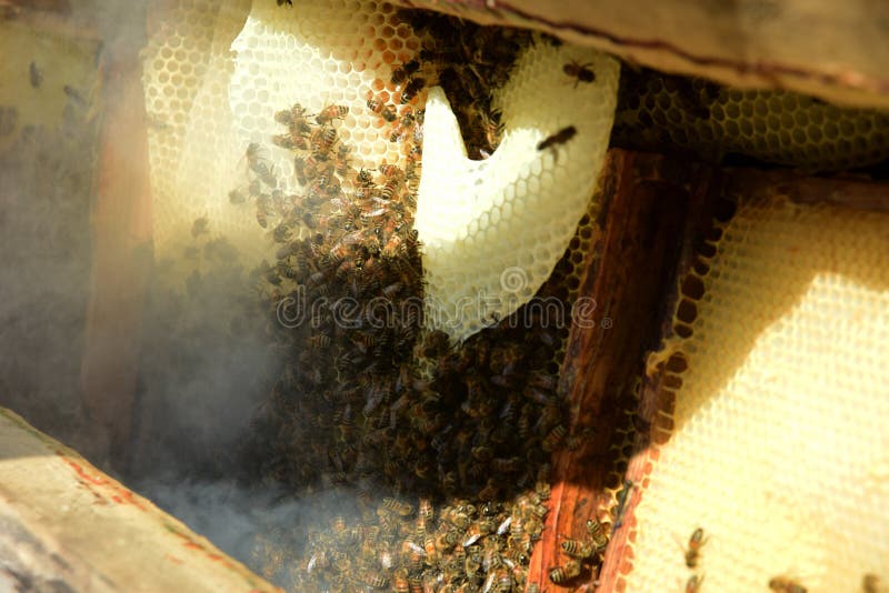 Honey Comb and a Bee Working during Summer Stock Photo - Image of ...