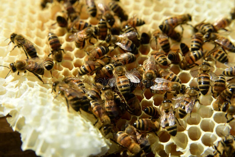 Honey Comb and a Bee Working during Summer Stock Photo - Image of ...