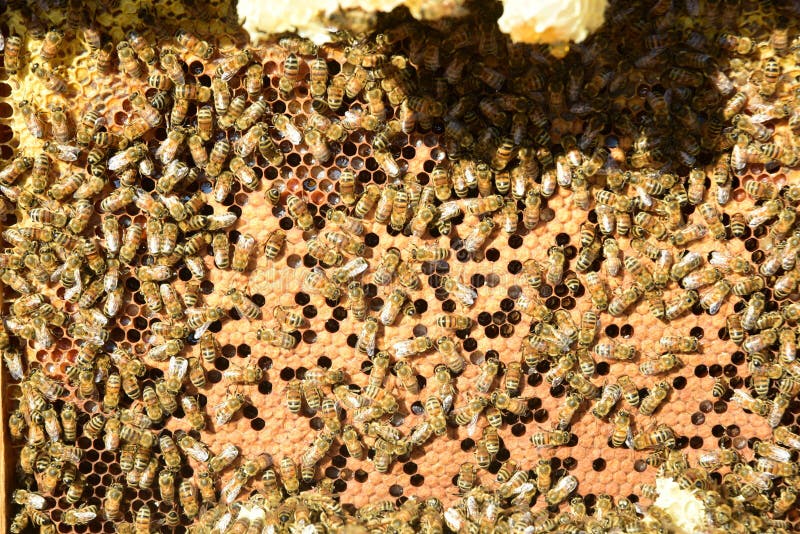 Honey Comb and a Bee Working during Summer Stock Photo - Image of ...