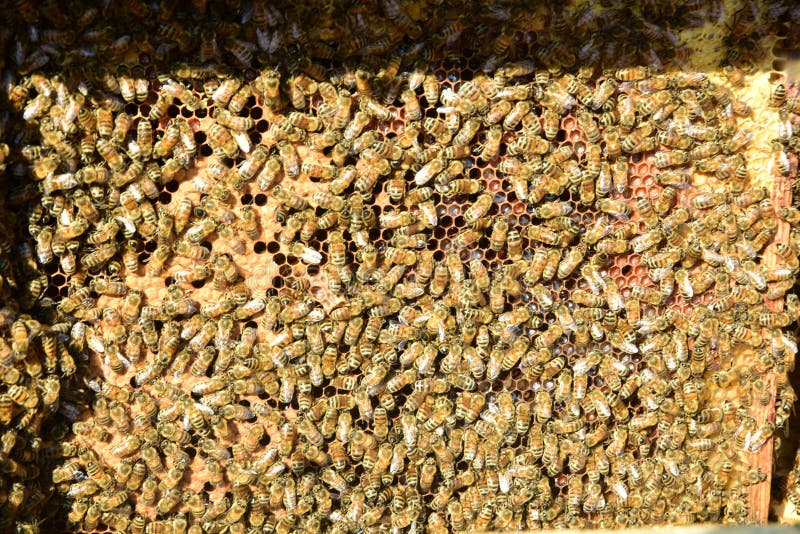 Honey Comb and a Bee Working during Summer Stock Photo - Image of ...