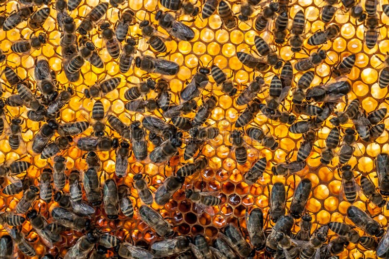 Honey-comb with bees stock image. Image of yellow, bees - 50556595