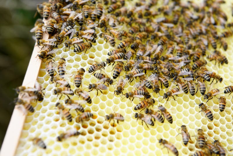 Honey Comb and Bees of a Beekeeper Stock Image - Image of pattern, wild ...