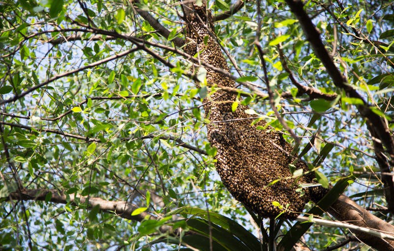 Honey Comb from Forest Bee on Branch of Tree Stock Photo - Image of ...