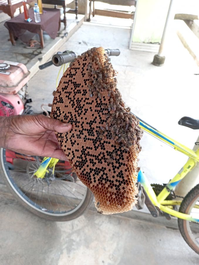 Honey Comb from the Forest is Sweet Stock Image - Image of flower ...